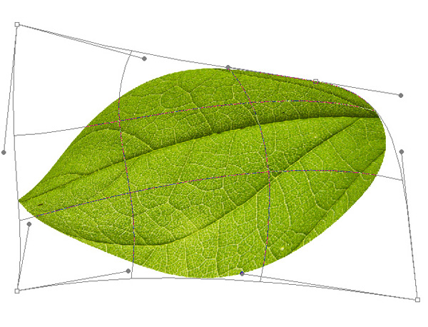Psd sos: How to Create a 3D Leaf from a Texture Photograph