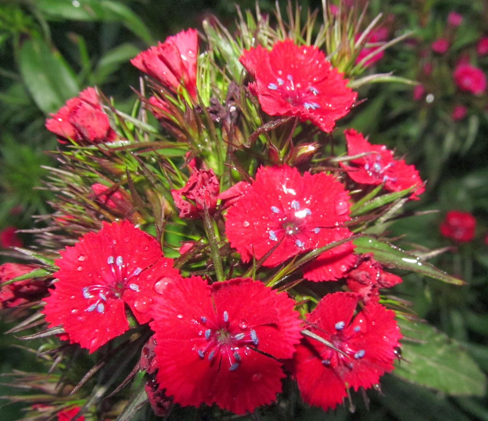 NATURAL & UNIQUE PHOTOGRAPHY: SWEET WILLIAM FLOWER