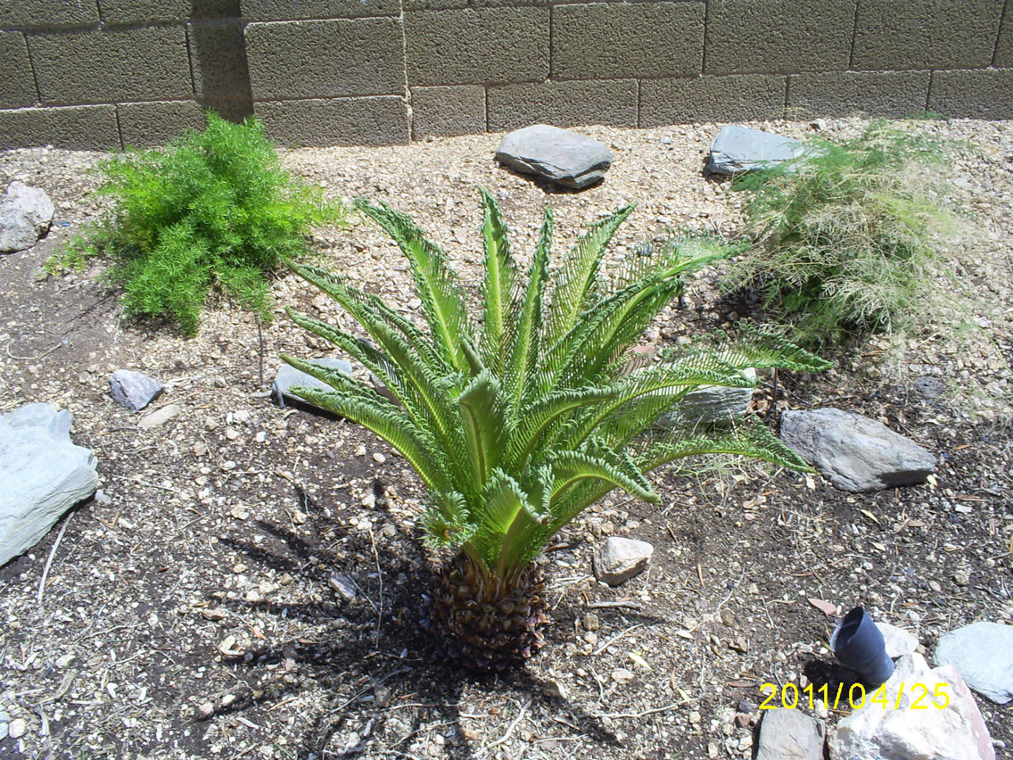 Brad s Tropical How Far Back To Trim Your Palm Tree Or Sago Palm Brad s Tropical How Far Back To Trim Your Palm Tree Or Sago Palm