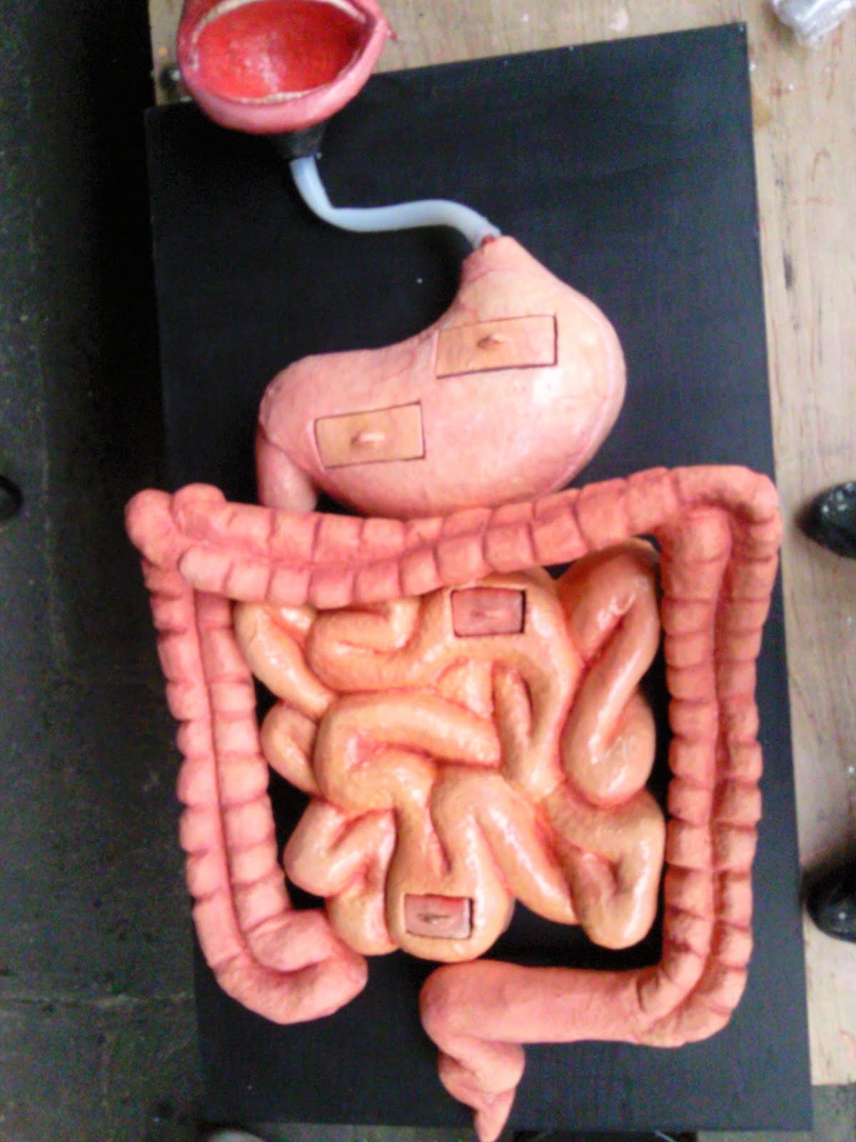 A Piece of My Mind: The Human Model - The Mouth and Stomach