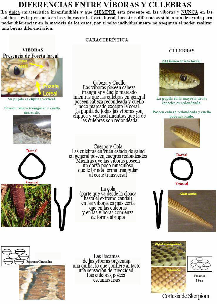 Ofidico: DIFERENCIAS ENTRE SERPIENTES VENENOSAS Y NO VENENOSAS