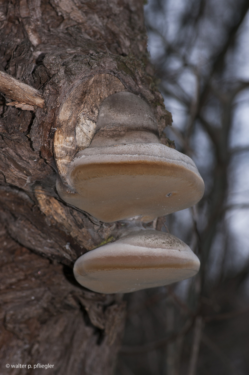 Nature photos from an Amateur Naturalist: South Nyírség, Hungary (Süd ...