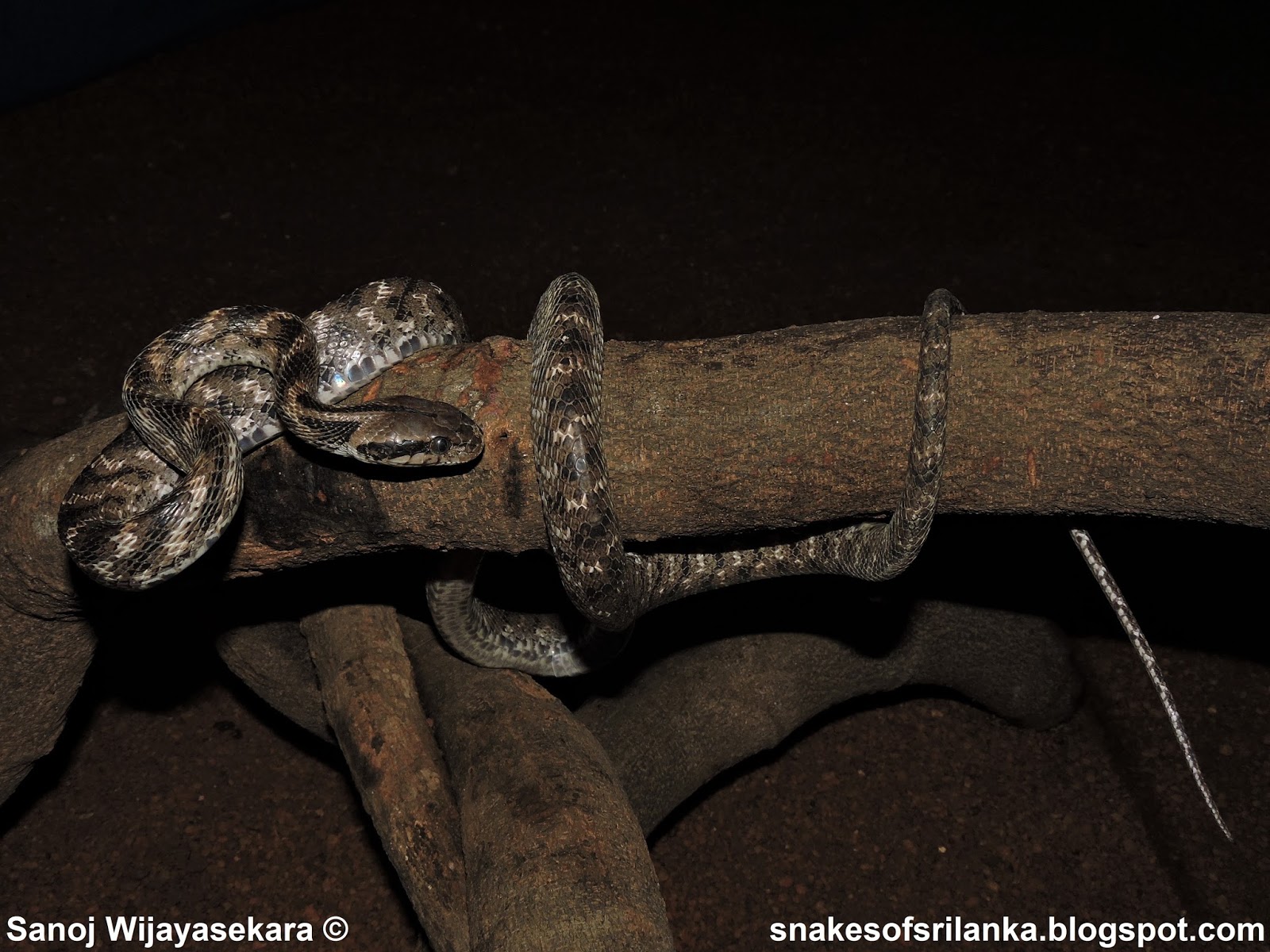 Forsten's Cat Snake/නාග මාපිලා/ලේ මාපිලා (Boiga forsteni-Schneider, 1799)