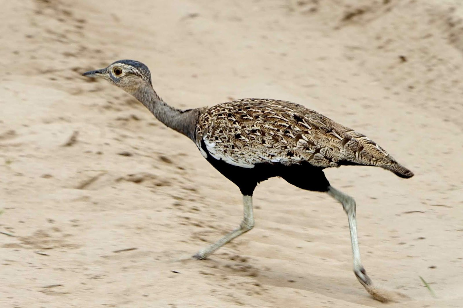 The Intrepid Tourist: ZIMBABWE, Birds of Hwange National Park, Guest ...