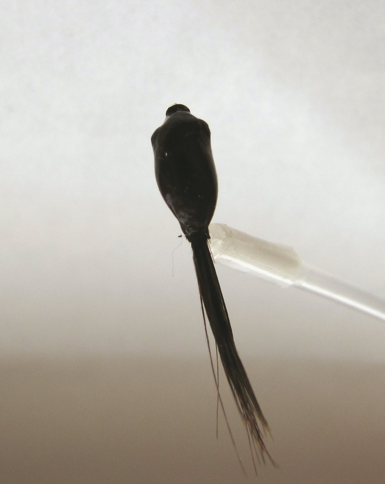A Creative Fly Tying Blog.: The Black Junior Tadpole.