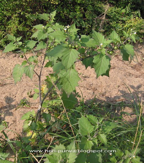 Heri Purwa Personal BLog: Manfaat Tanaman Herbal LEUNCA