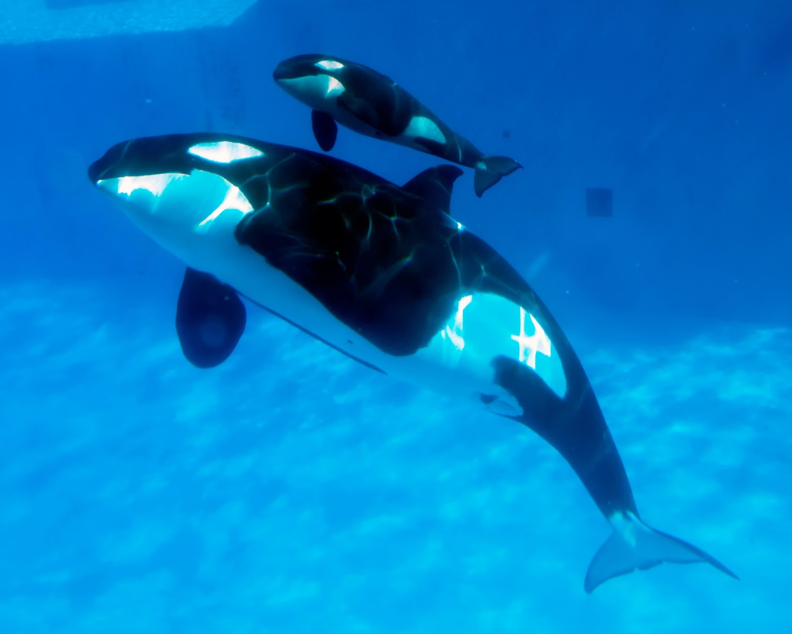 O Melhor de Orlando - FL: Bebê orca nasce no SeaWorld San Diego, Califórnia