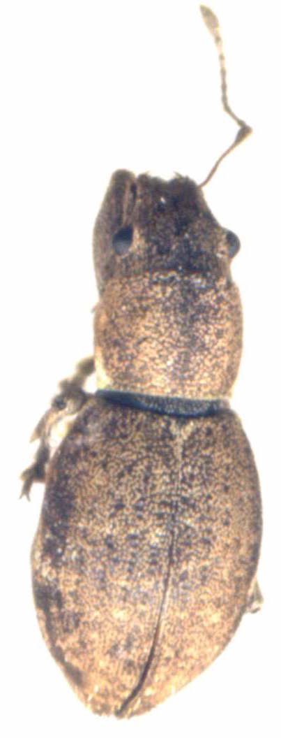虫頭: バラゾウムシ（Naupactus cervinus）Fuller's Rose Weevil
