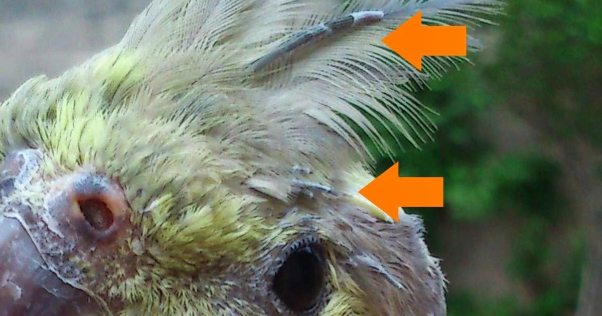 Jardim das Calopsitas: Muda