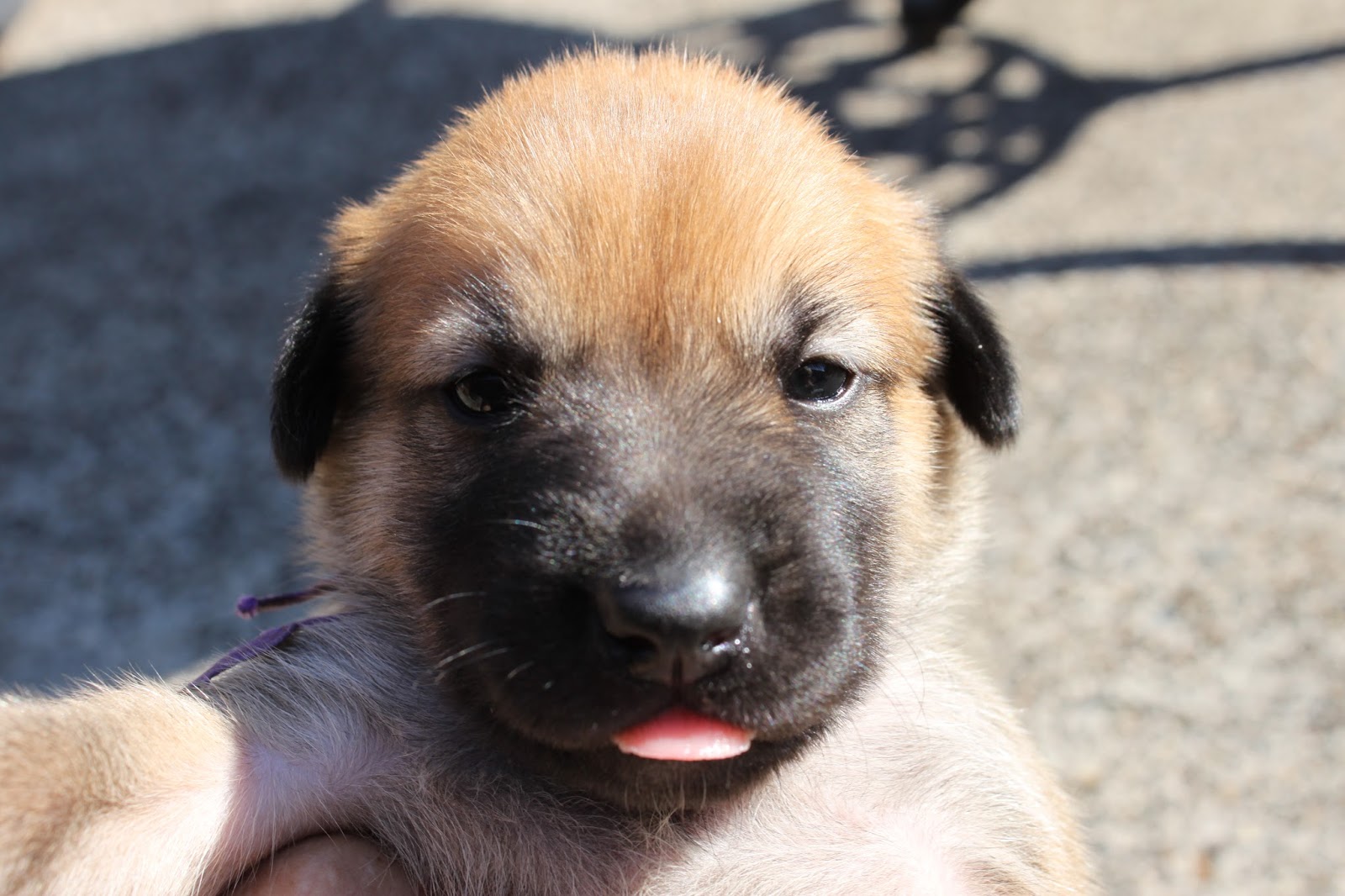 BrownStone Chinooks: Day 18 - Sunny Sunday