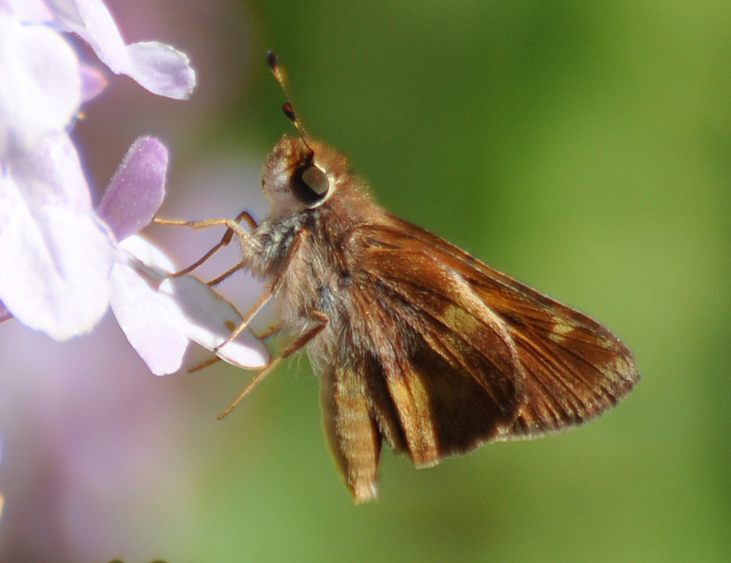 Mother Nature's Backyard - A Water-wise Garden: Umber Skipper Butterfly ...