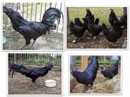 Mengenal Ayam Mahal Cemani