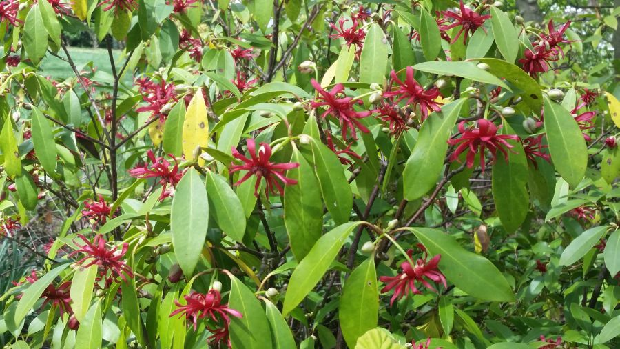 Future Plants by Randy Stewart: Illicium - Anise Tree