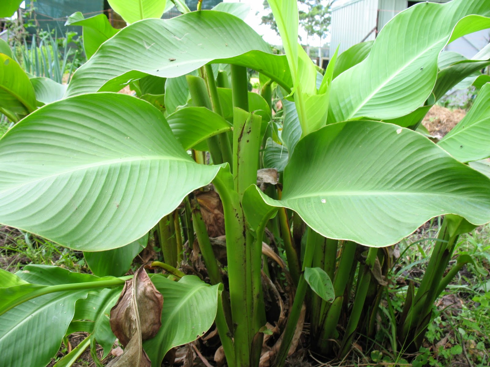 Eudlo Seed Savers Group