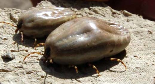 Dungeon of Signs: Terrors of the Borderlands