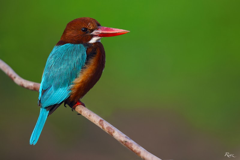 Rare Birds Found in Pakistan