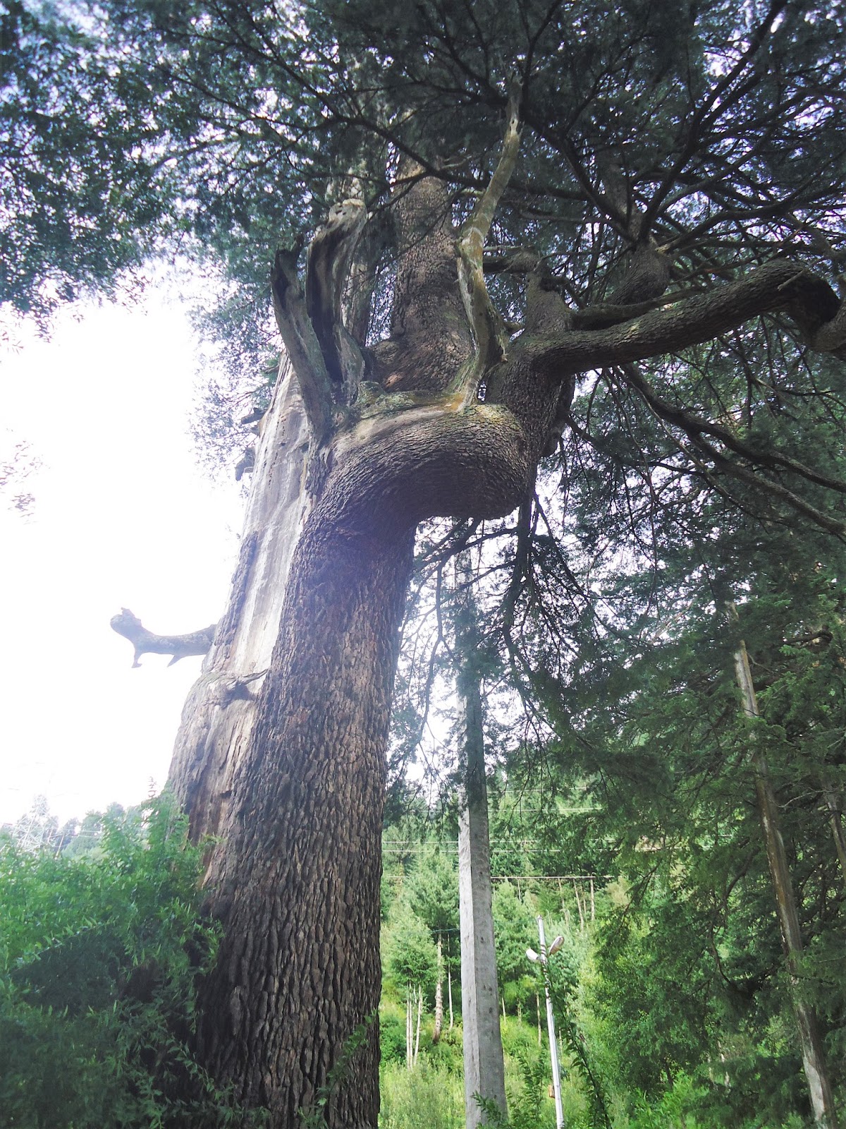 Spice of Life!: Feeling Dwarfed (#ThursdayTreeLove)