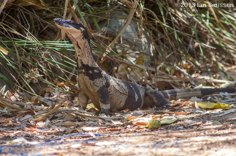 A passion for birds...: Paluma Range NP