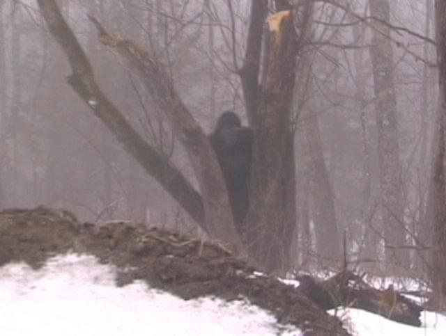 RMSO Bigfoot: Almasty Russia Bigfoot or Yeti