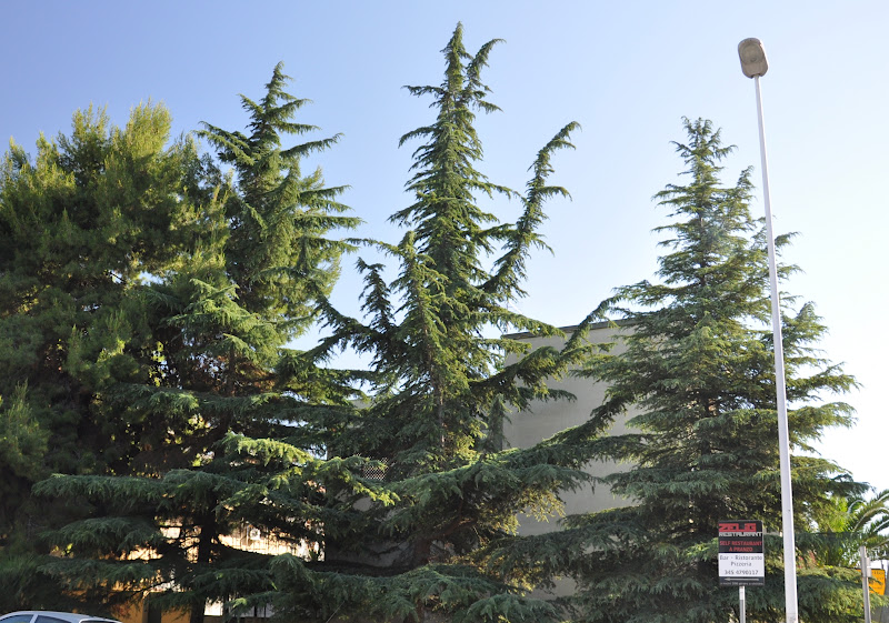 Cagliari in Verde: giugno 2012