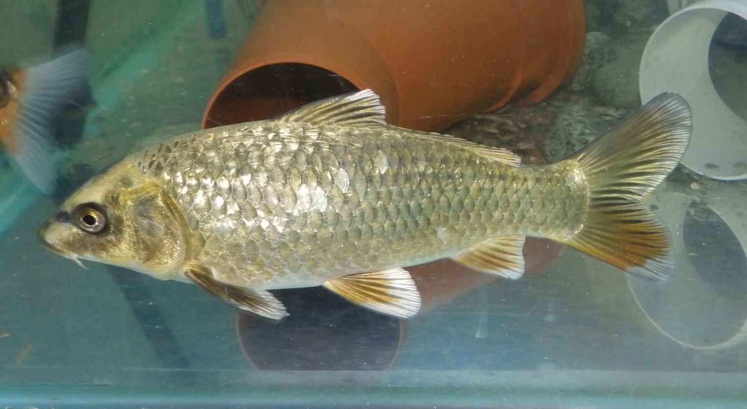 Reptiles Amphibians & Fish: GIN RIN GHOST KOI