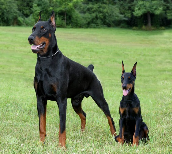 Doberman | WIKI PERROS