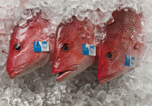Frozen Red Snapper Taste - Frozen Red Snapper, Red Snapper Fillets for ...