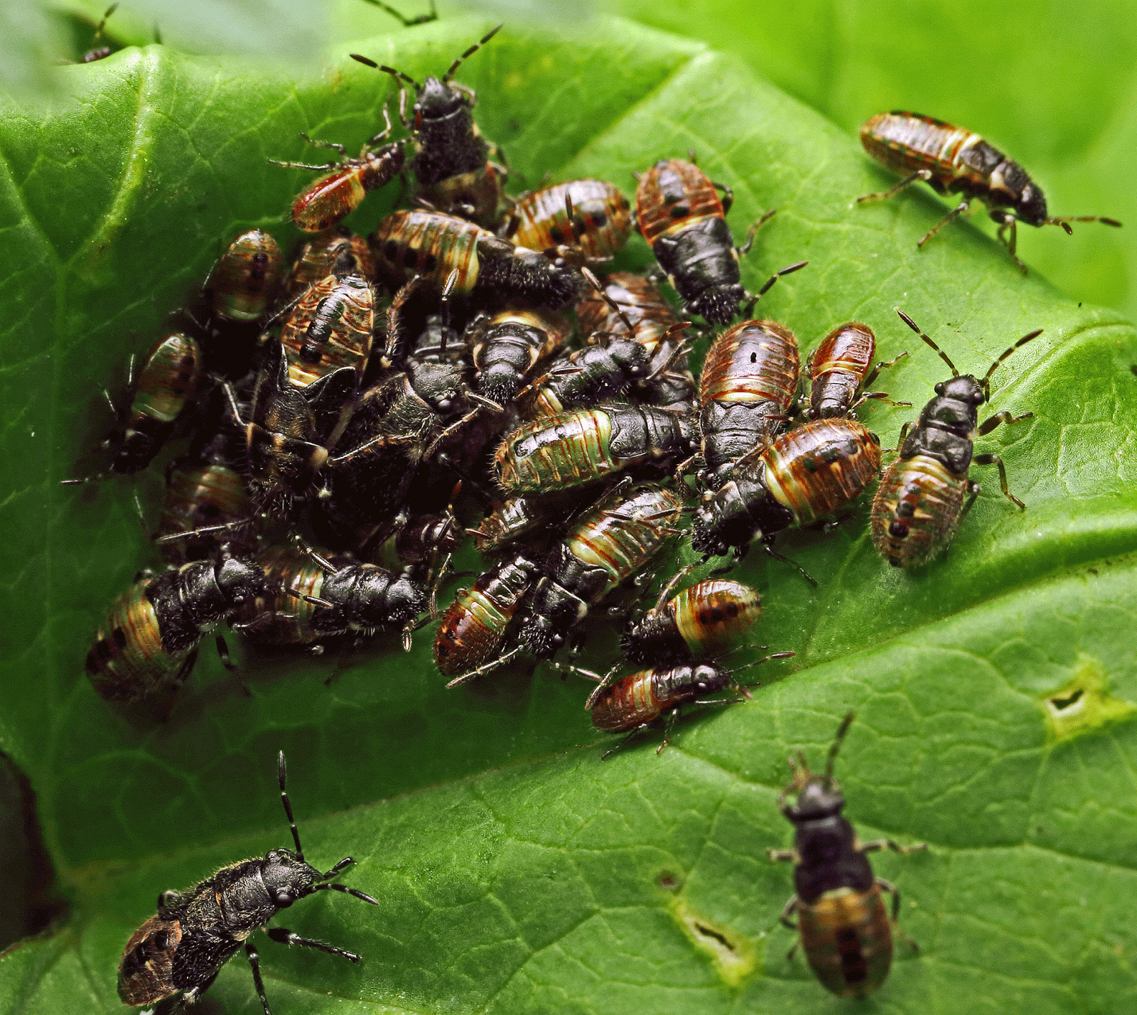 JJ's Photographic nature blog: August 2015