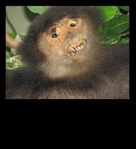 The Haints CO-OP: Critter Taxidermy.