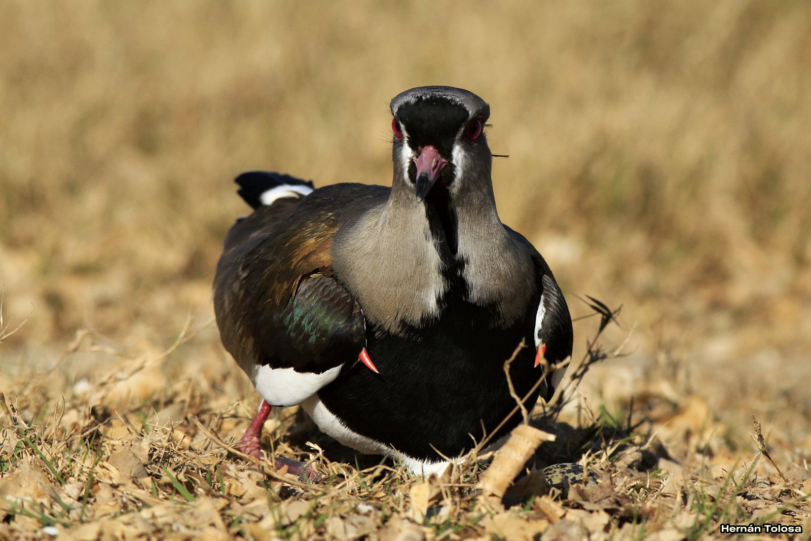 Aves Bonaerenses: Tero empollando