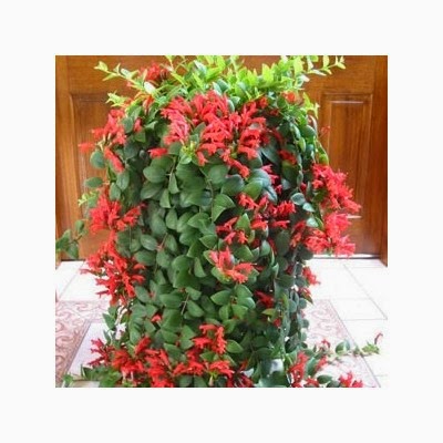 JENIS TANAMAN HIAS GANTUNG