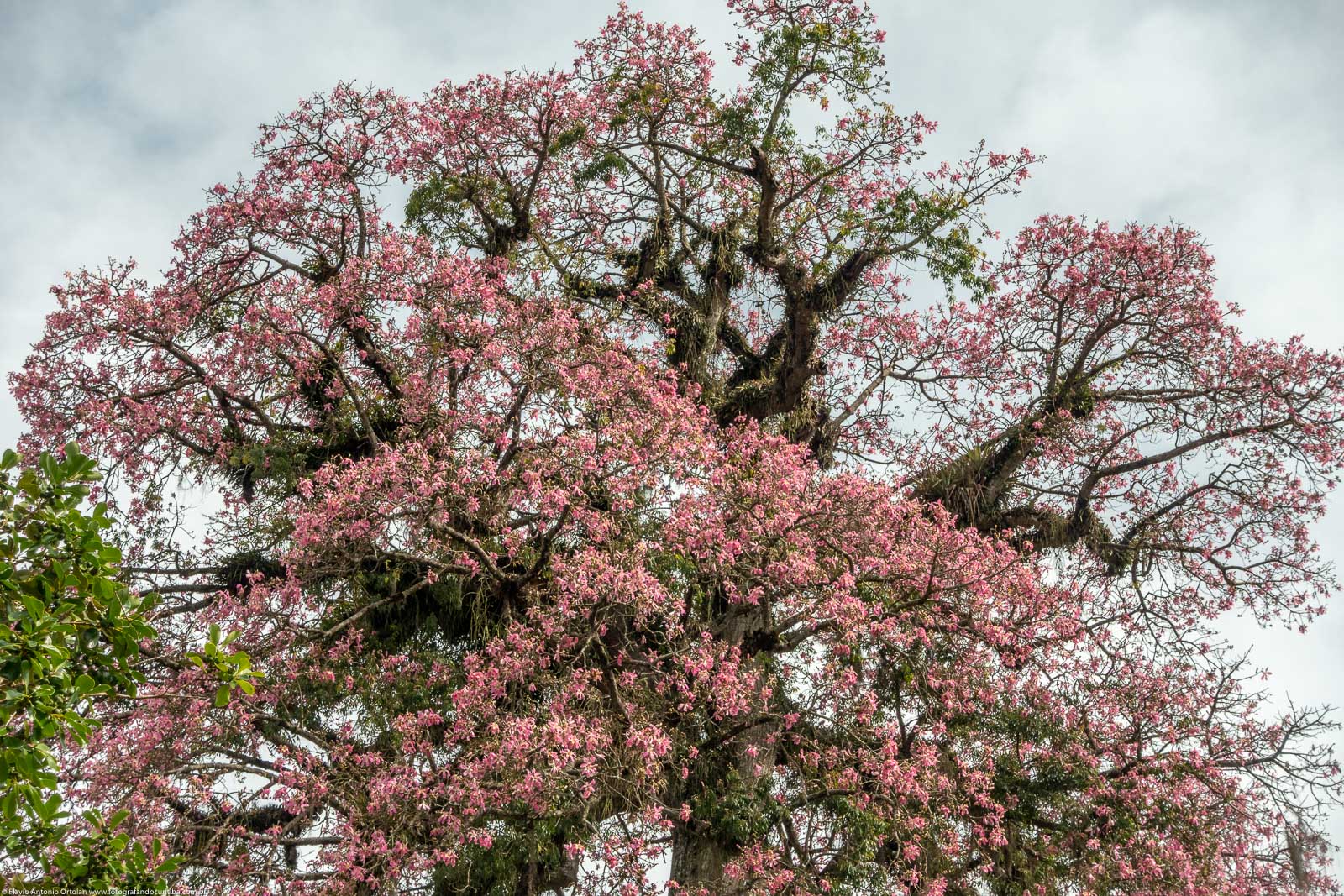 Fotografando Curitiba: A paineira na Praça General Werner Gross
