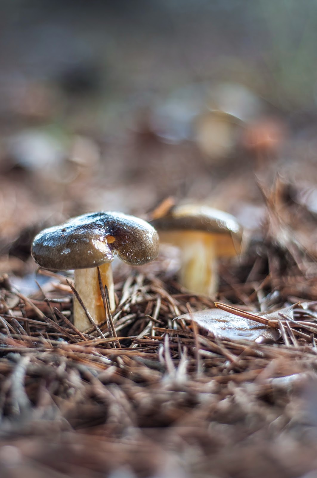 Gomphidiaceae ~ Micologia y Fotografia