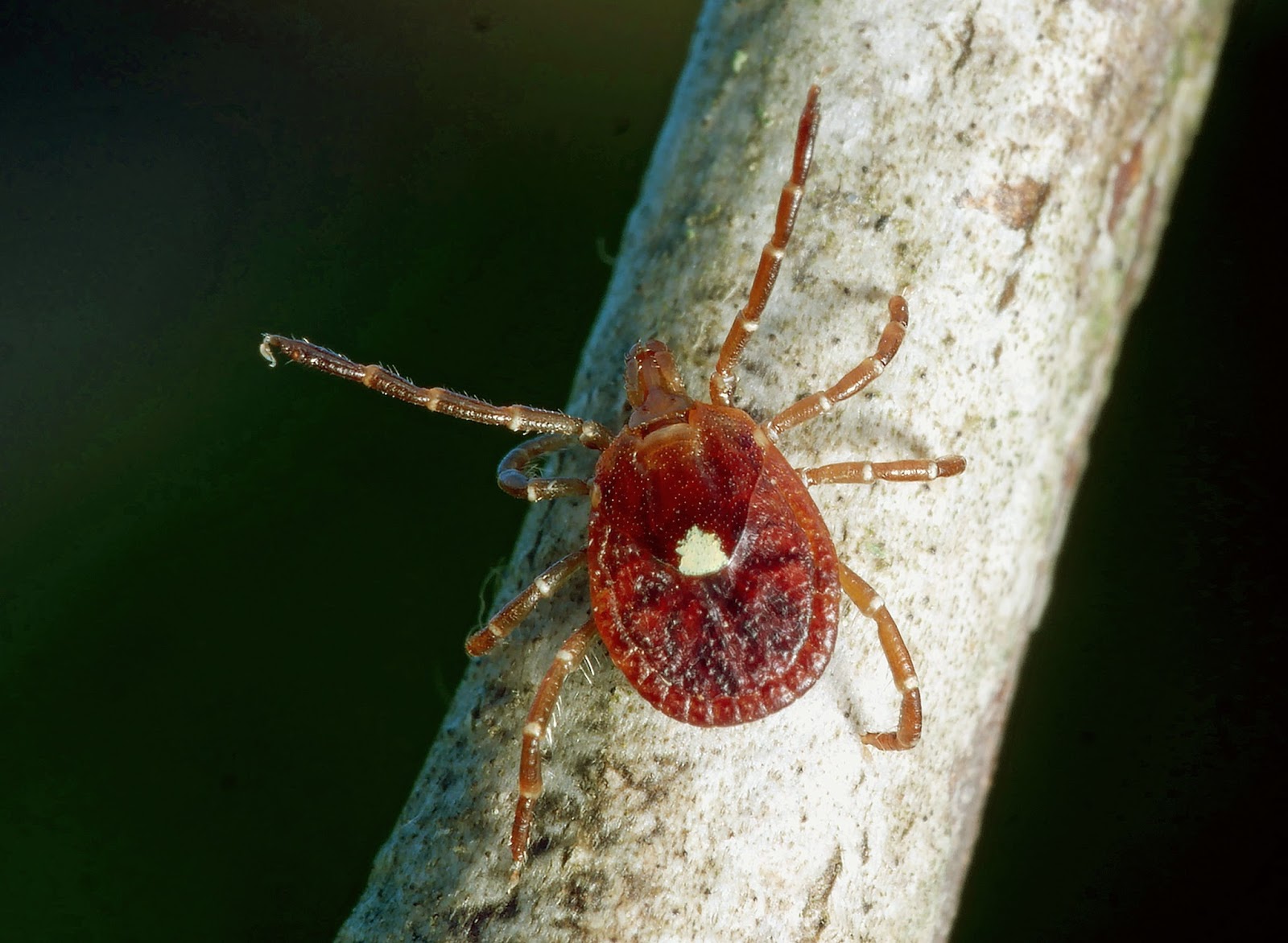 NSF-EID Lyme Gradient Project: Images of human-biting ticks that are ...