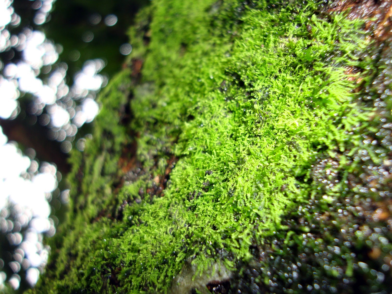 Descobrindo Bonito: Vegetação local