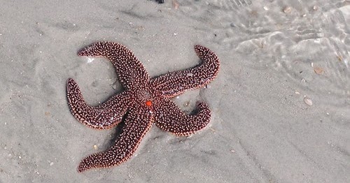 The Narwhal's Left Tooth: Starfish slow to recover from disease outbreak