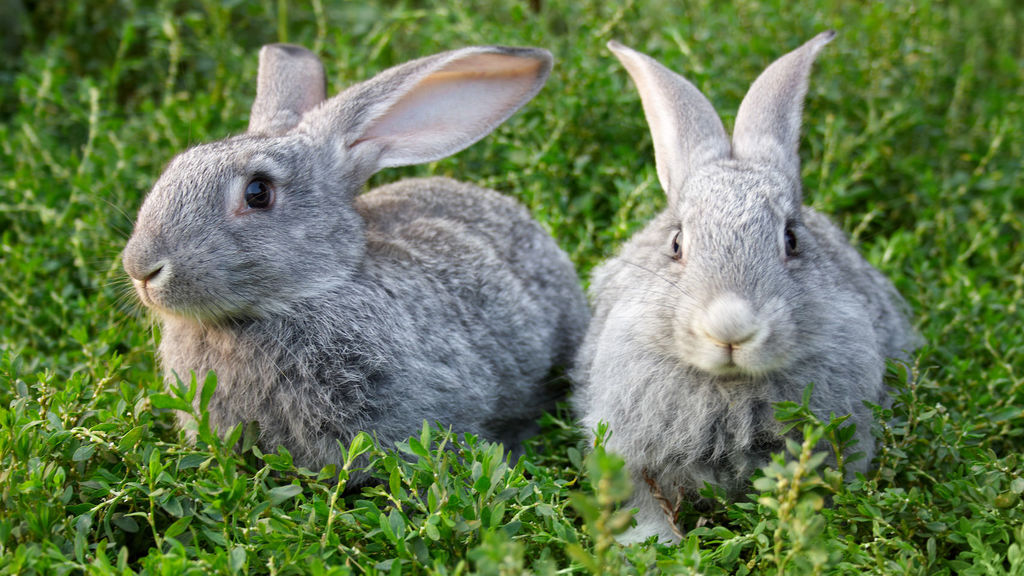 Hábitat de los conejos