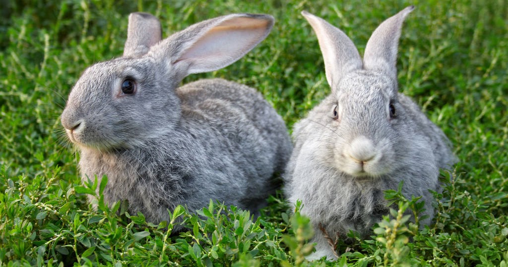 Hábitat de los conejos