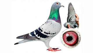 Budidaya Burung: Burung Merpati Paling Mahal di Dunia