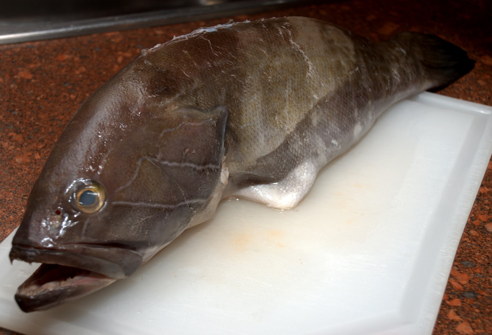 tutto sta a comprare una cernia - Coquinaria.it: Tavola Rotonda