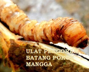 Petak Semai: MANGGA - ULAT PENGOREK BATANG