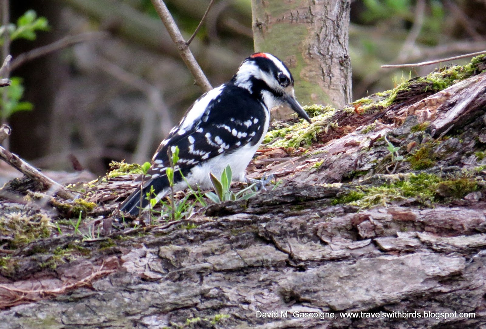 Woodlot at the University of Waterloo, Waterloo, ON - Travels With Birds