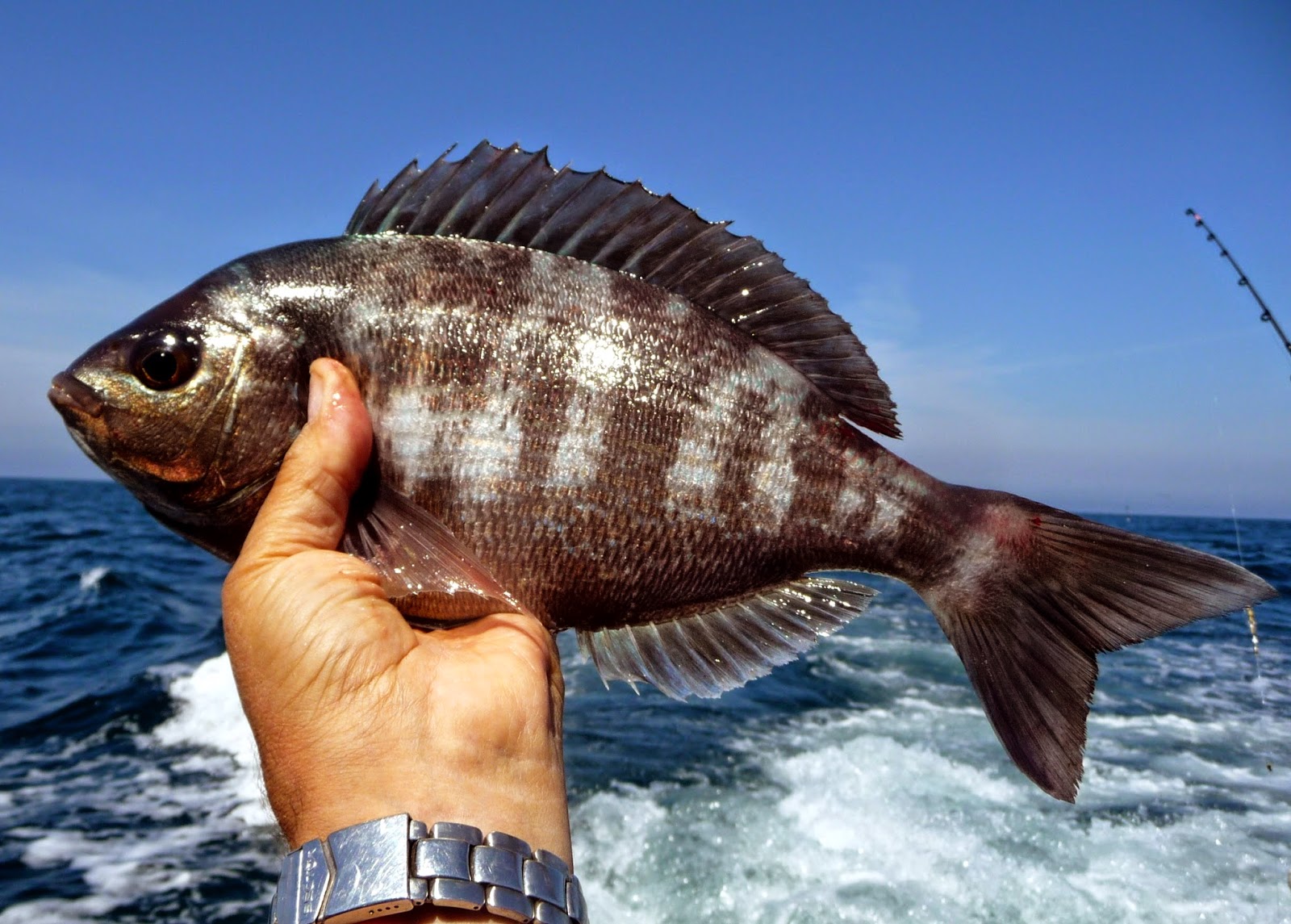 milpeixes1000: 27 - CHOUPA