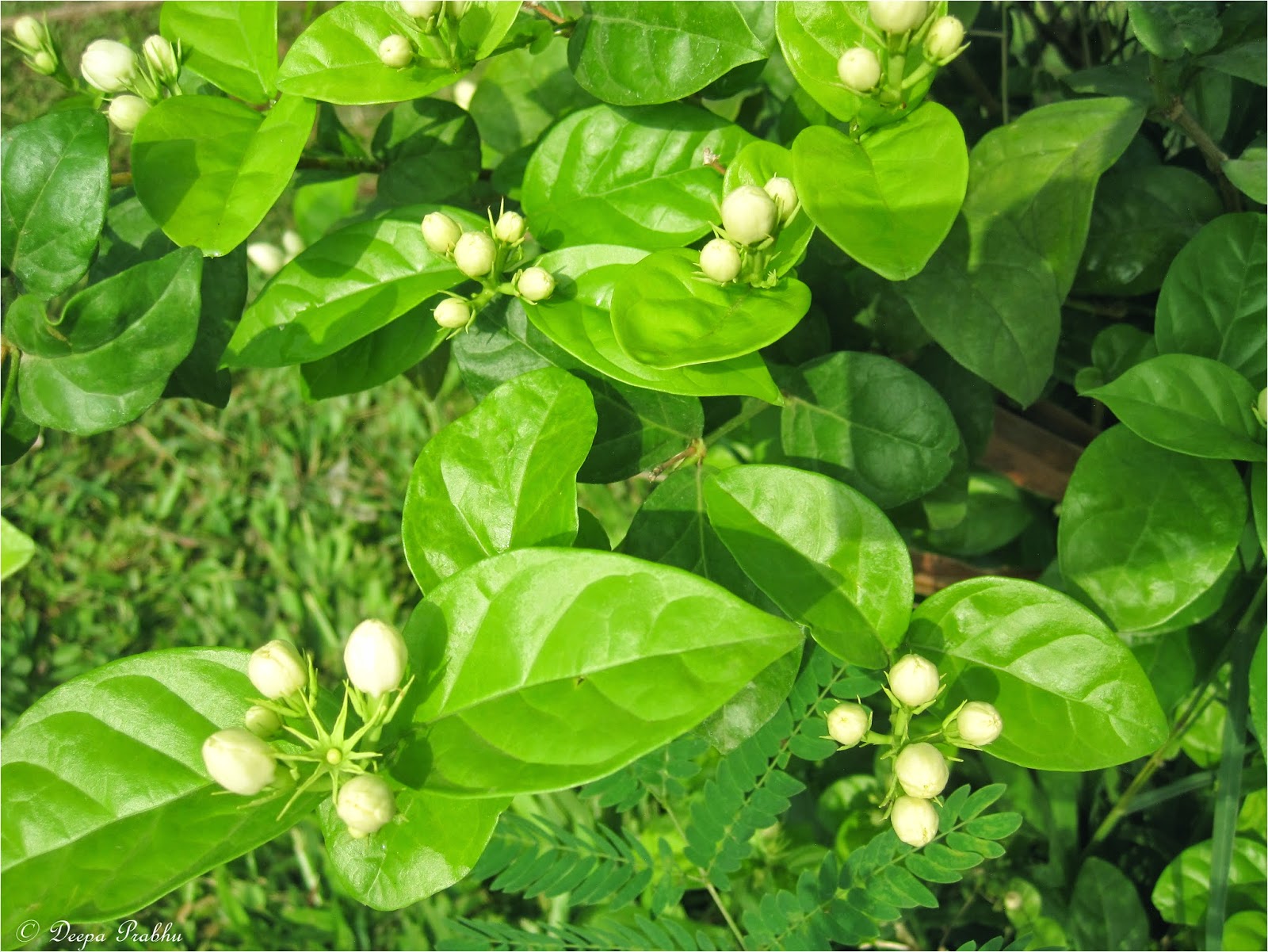 Mogra flower - Random Photography