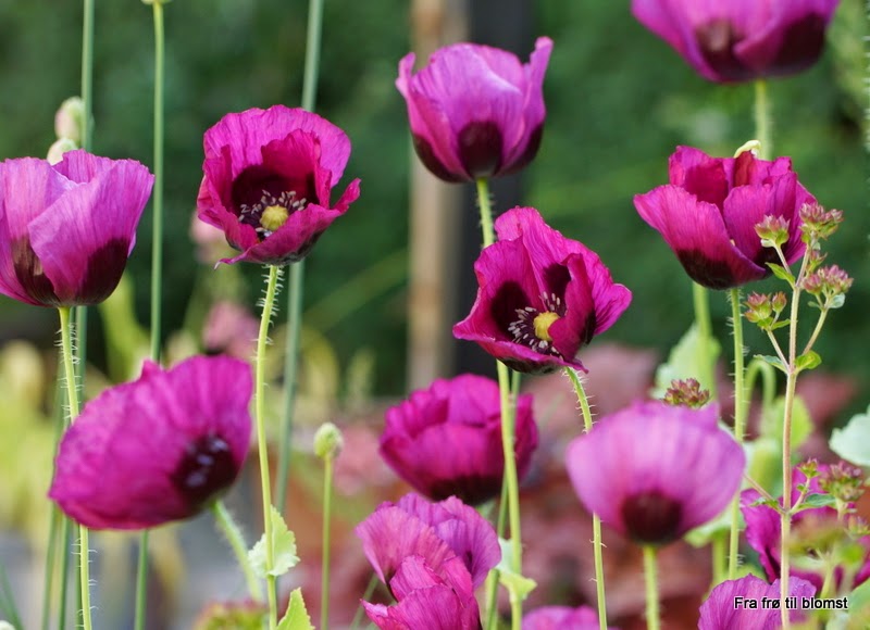 Fra frø til blomst: Valmuer