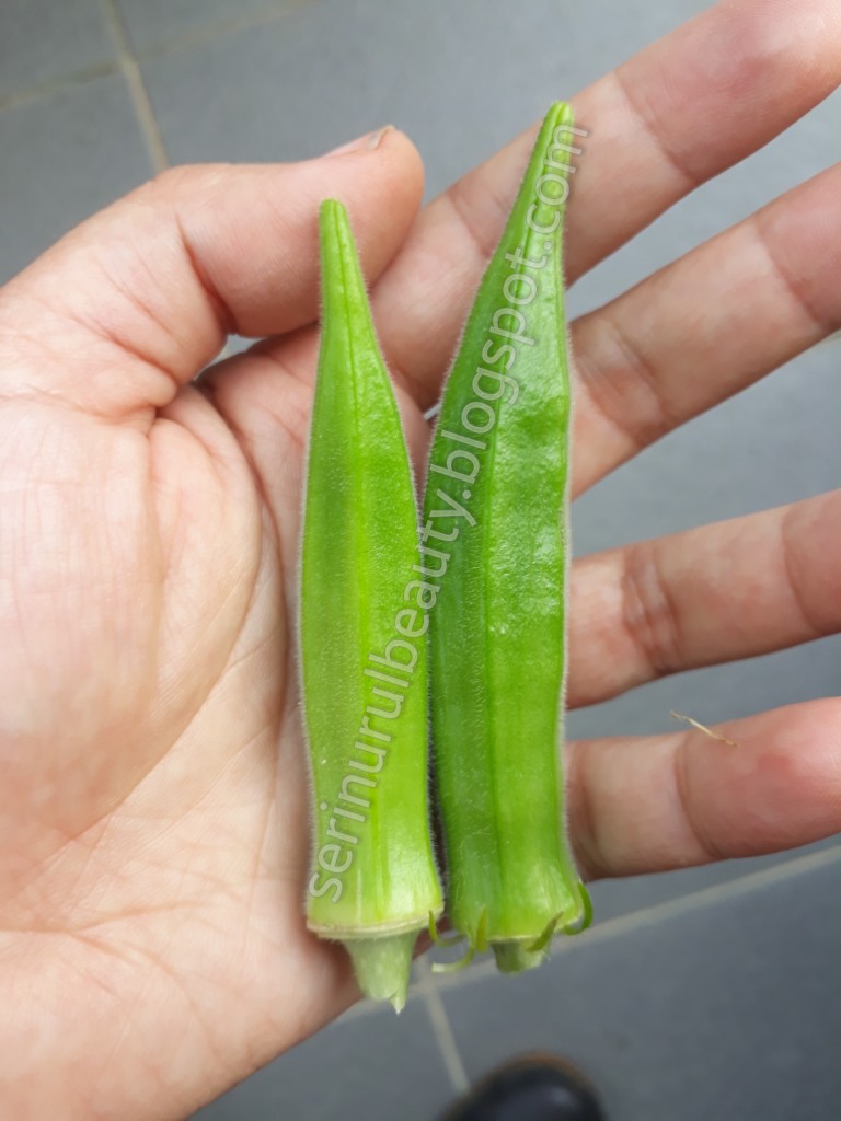 Healthy Nurul Beauty: Harvesting 2 unit of organic bendi (okra ...
