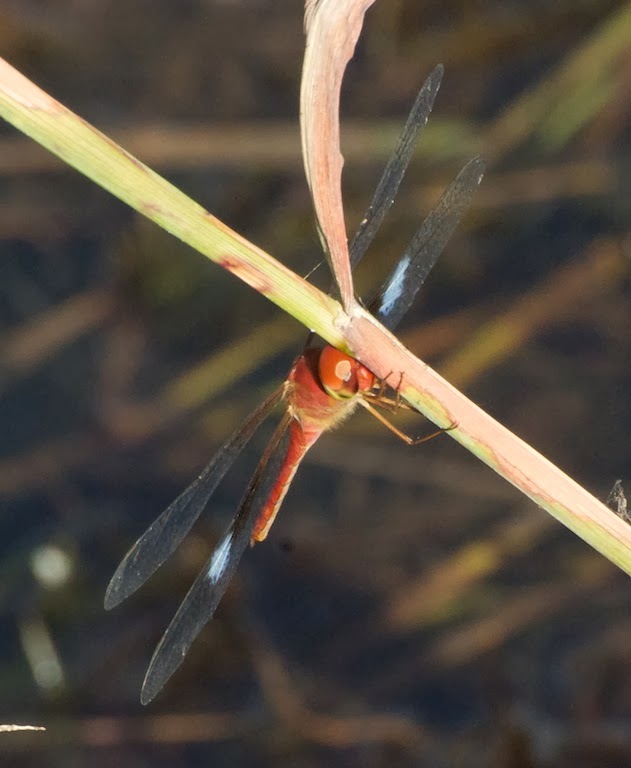 A Wandering Naturalist: Sarawak: Invasion of the Parrotfinches (Part One)