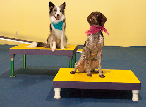 A Dog's Life: AGILITY OBSTACLES