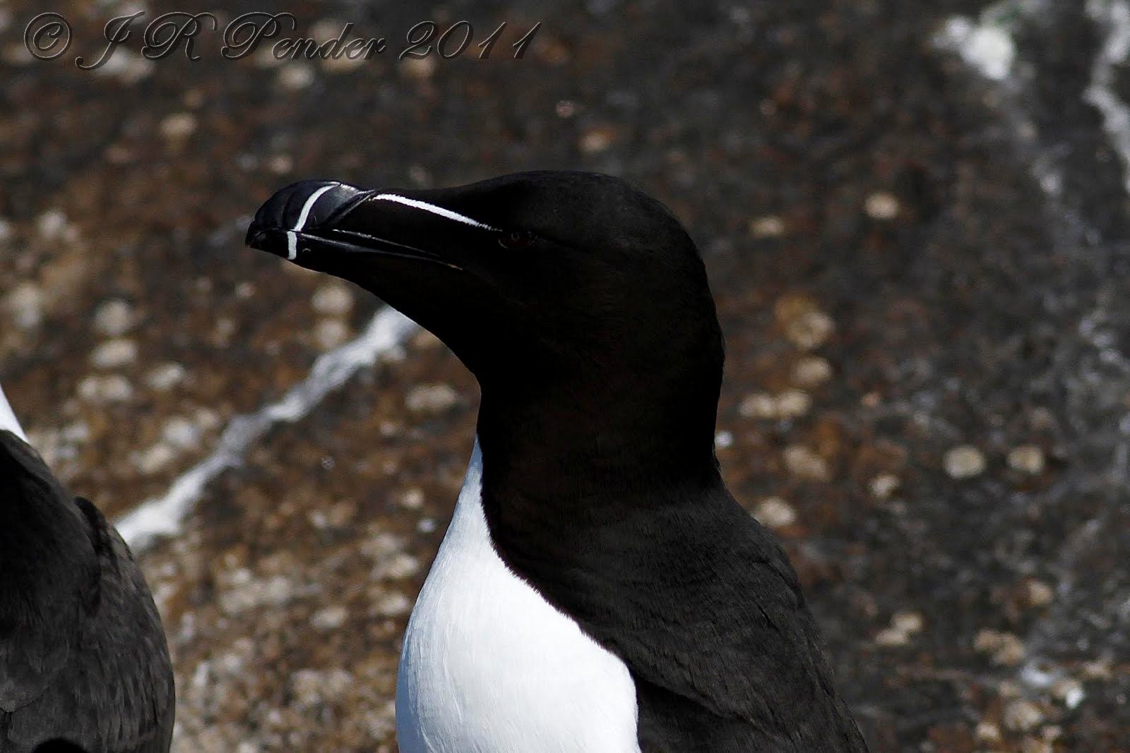 Joe Pender Wildlife Photography: Razorbill