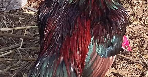 Red Asil Pictures - Laakha Aseel Pictures | Raja Asil